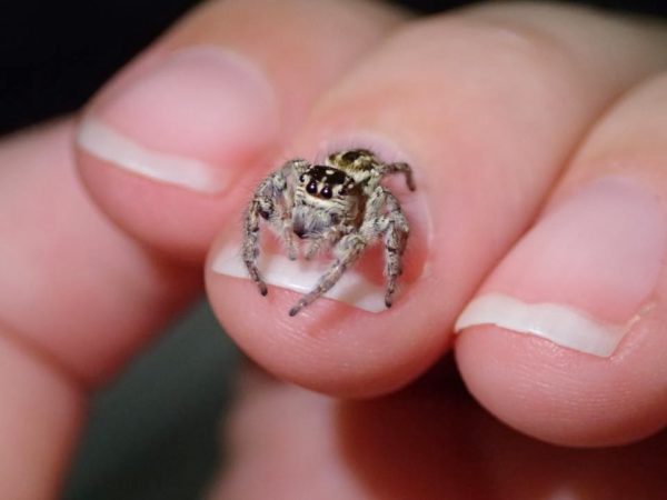 Diagnosing and Treating Spider Bites in Children